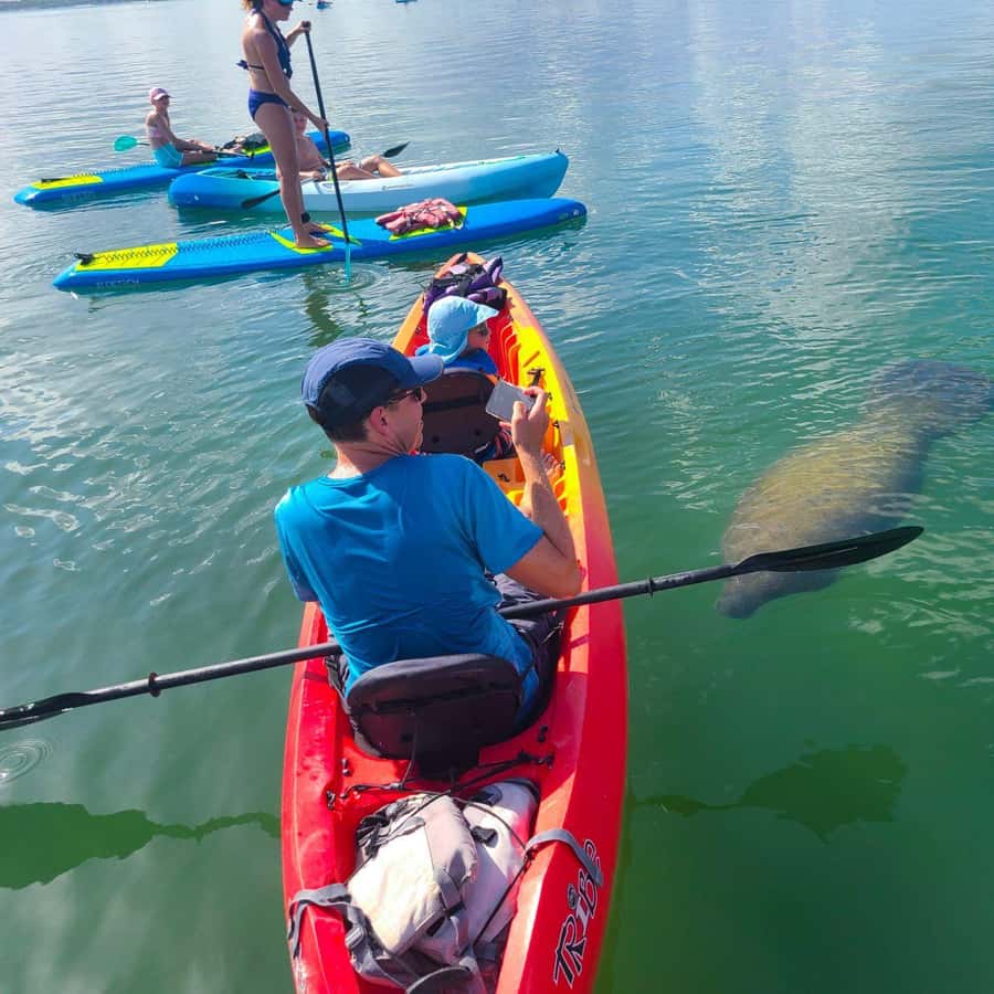 Siesta Key: Mangrove Kayak or Paddleboard Tour | GetYourGuide