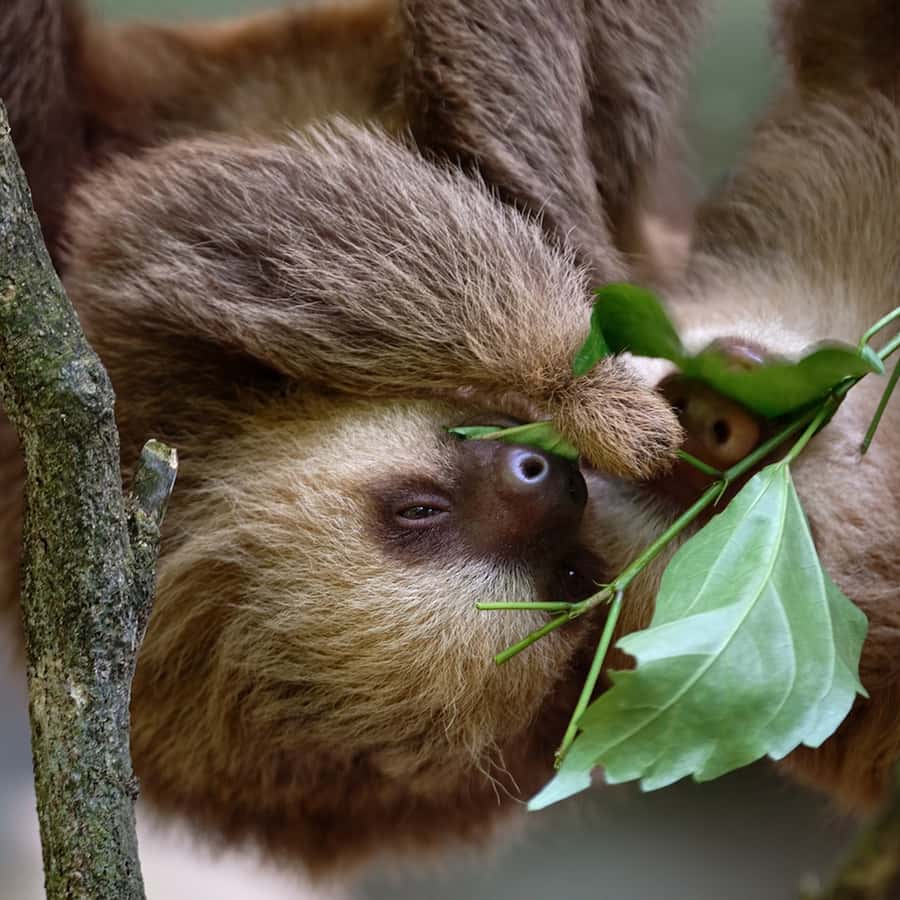 Stoneham, Massachusetts: Stone Zoo Entry Ticket | GetYourGuide