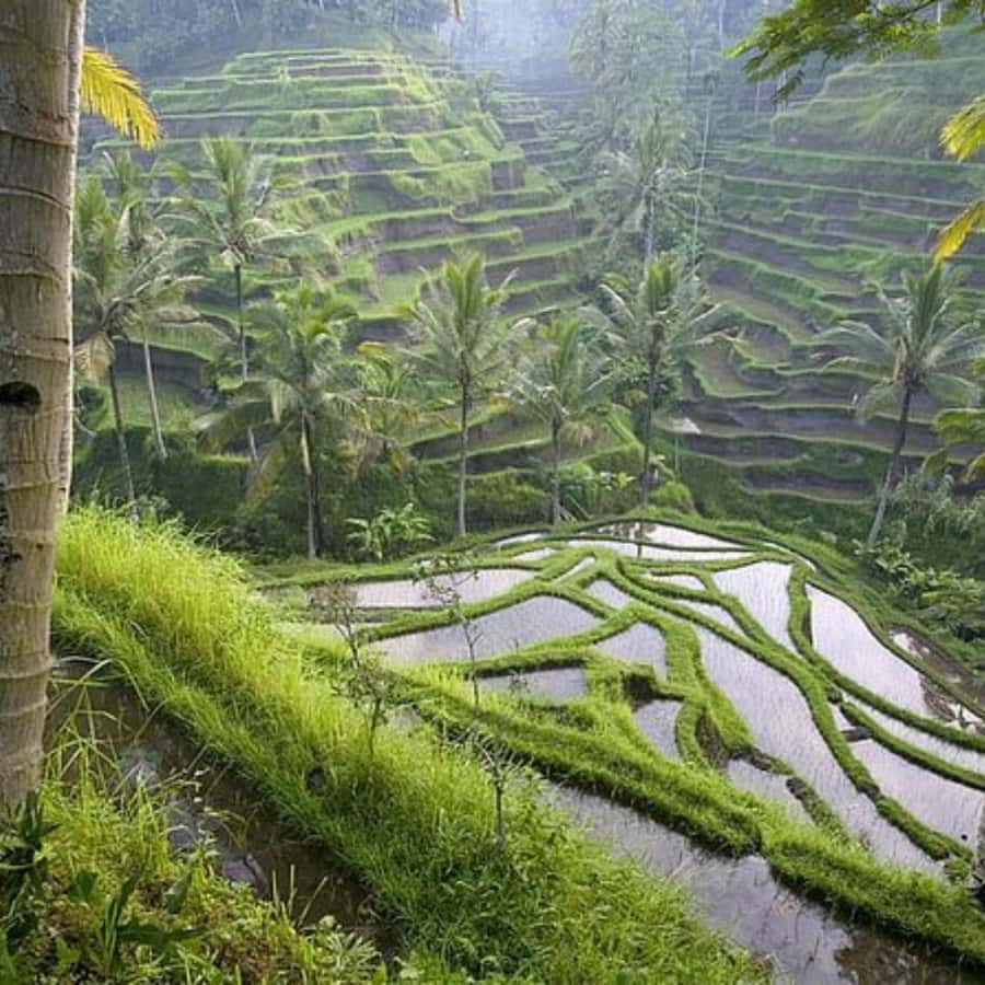 Yogyakarta ; exploration des rizières de Selogriyo. Temple. | GetYourGuide