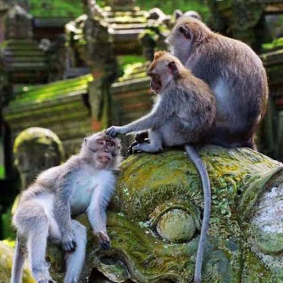 Ubud : forêt sacrée des singes, cascade, temple et balançoire ...