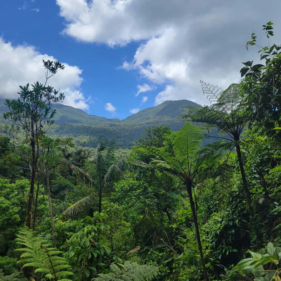 Kosta Rika: Tenorio Ulusal Parkı ve Tembel Hayvan Barınağı Turu ...