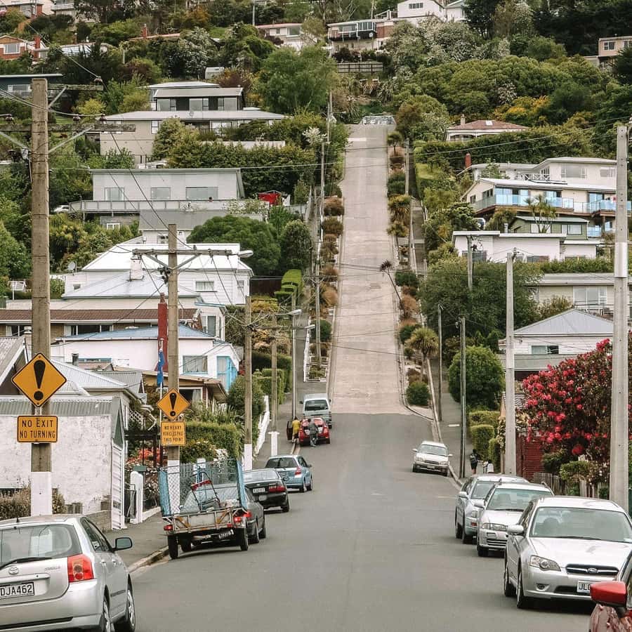 Dunedin City & Otago Peninsula Scenery Day Tour | GetYourGuide
