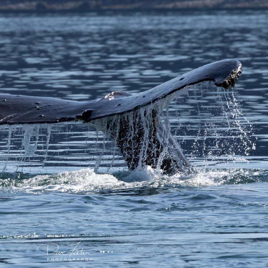 3.5 Hour Crowd-Skipping Whale Tour in Juneau Alaska | GetYourGuide