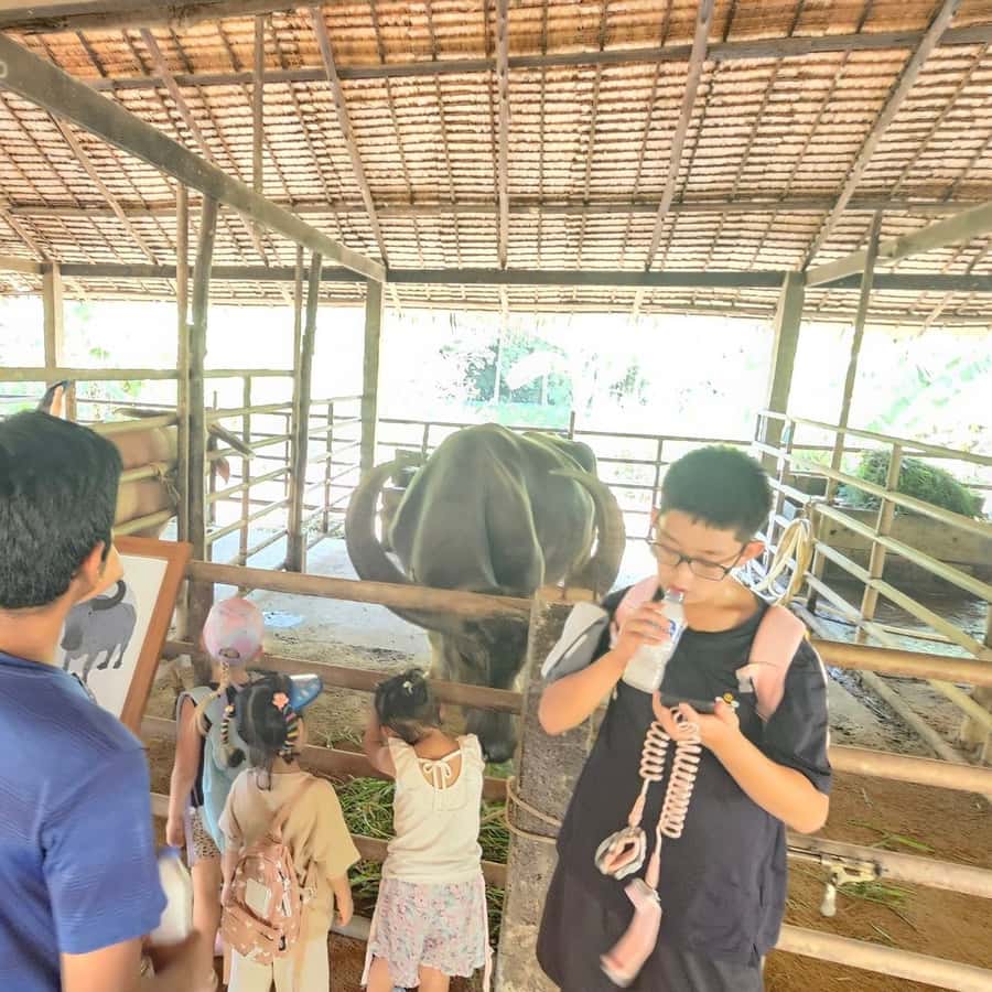 Old Phuket Farm Ticket - Countryside Local Life Culture | GetYourGuide