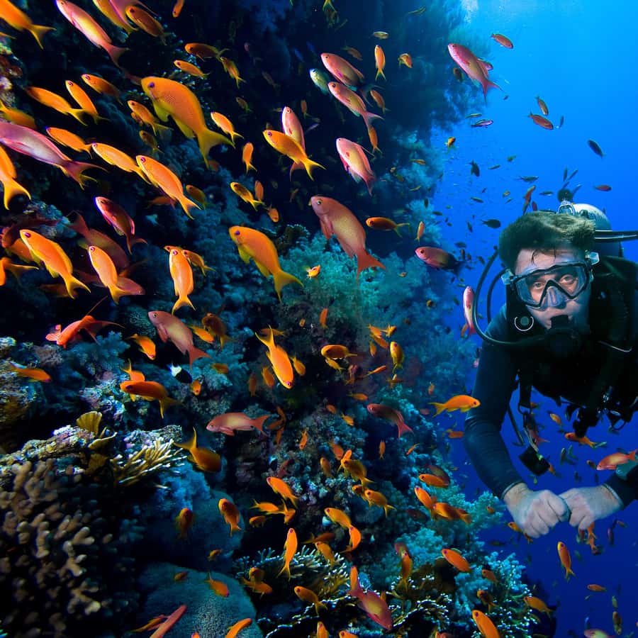 Hurghada-Mer Rouge : Plongée depuis le rivage avec les dauphins et ...