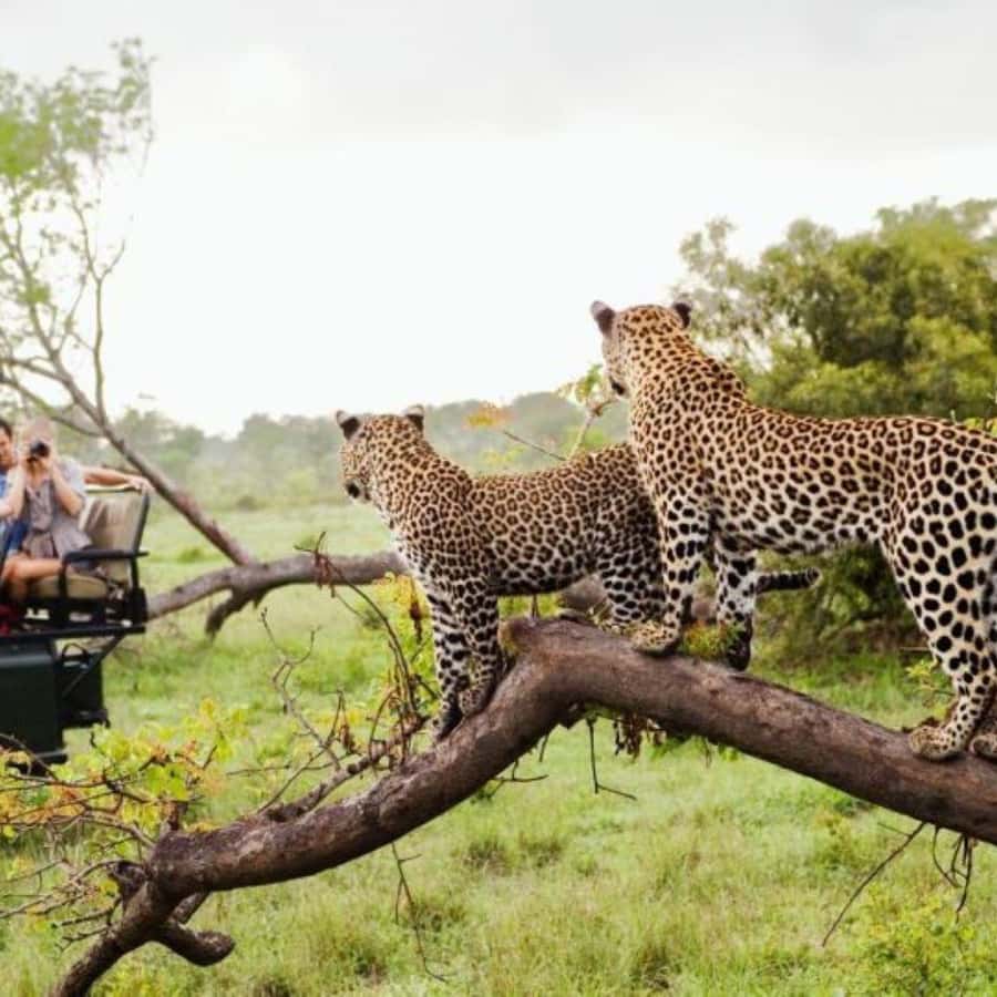 Jhb:Cradle Of Humankind, Lion Park & Lesedi Cultural Village | GetYourGuide