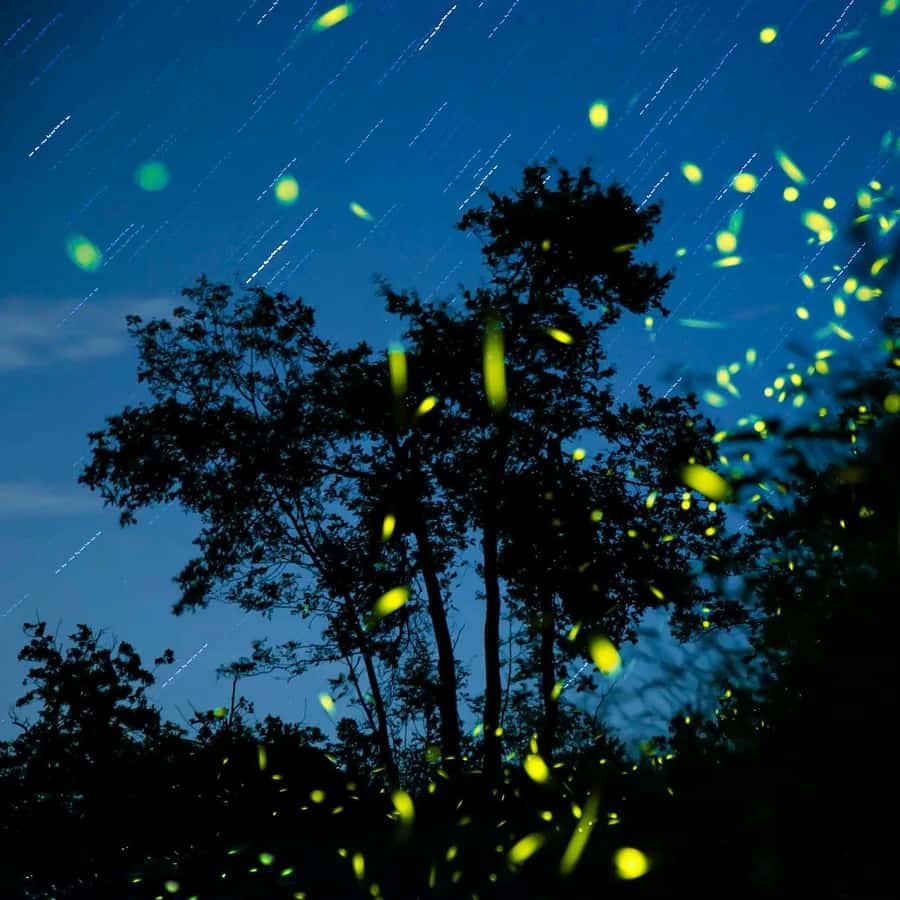 Bongawan: River Safari Cruise, Private or Shared Ticket | GetYourGuide