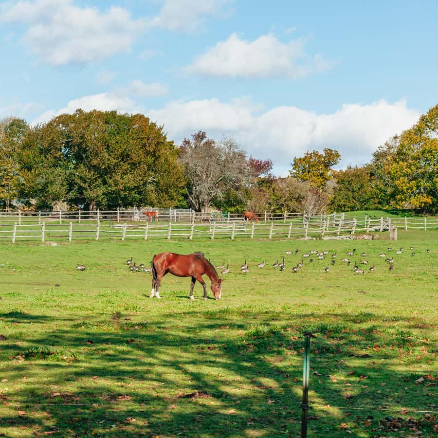 Newport: Scenic Trolley Tour | GetYourGuide