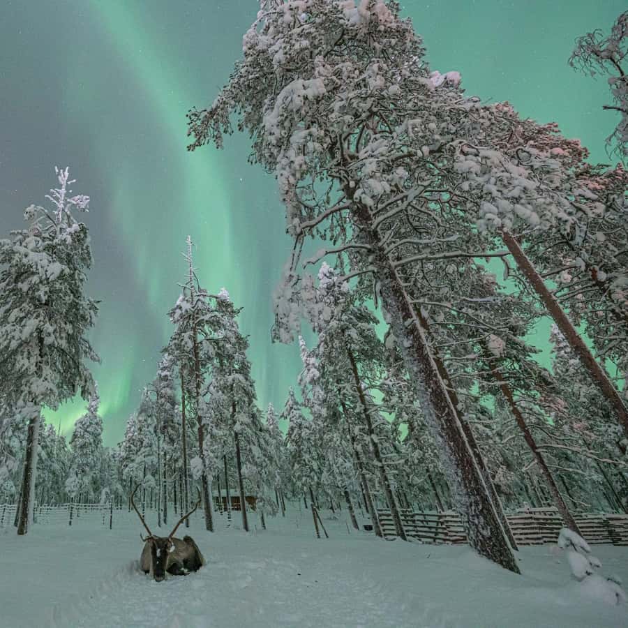 Levi: caccia privata all'aurora boreale nella natura selvaggia ...