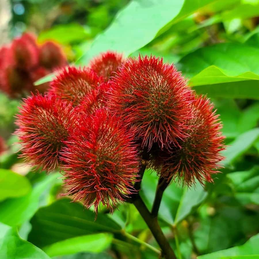 Isola di Pemba: Chake Chake e tour delle piantagioni di spezie ...