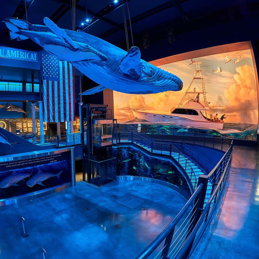 Springfield: Wonders of Wildlife National Museum & Aquarium | GetYourGuide