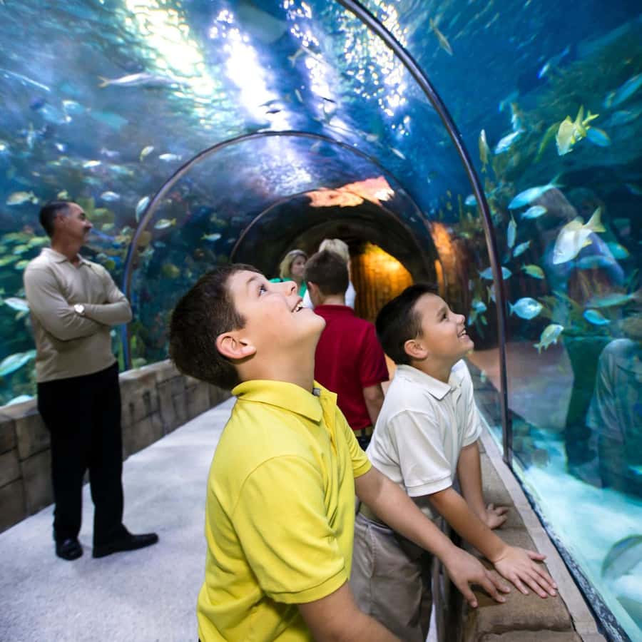 New Orleans: Audubon Aquarium & Insectarium Ticket | GetYourGuide