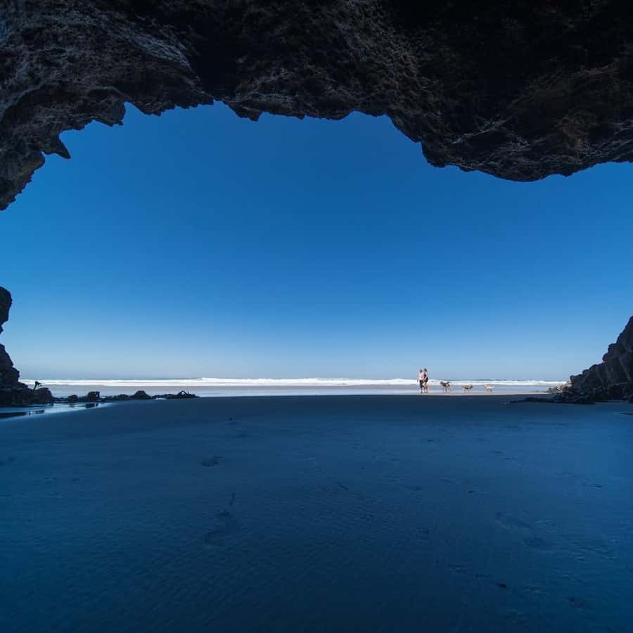 Dunedin City & Otago Peninsula Scenery Day Tour | GetYourGuide