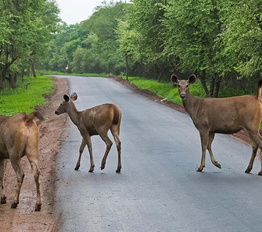 Gujarat: Devalia Park ( Devaliya ) Guided Jeep Safari | GetYourGuide