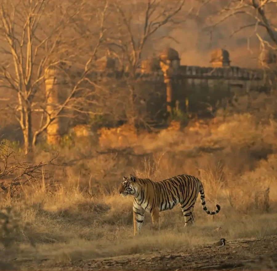 Ranthambhore: Storytelling Tiger Safari & Village Tour | GetYourGuide