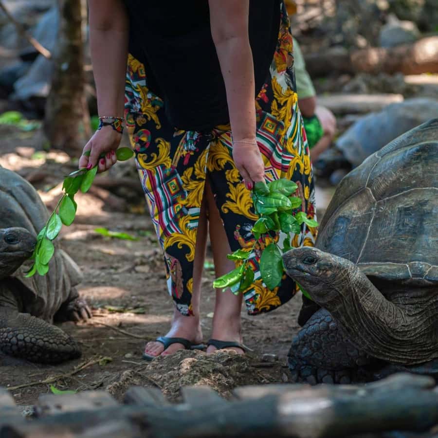 From nungwi: Prison Island & Nakupenda Sandbank with Lunch | GetYourGuide