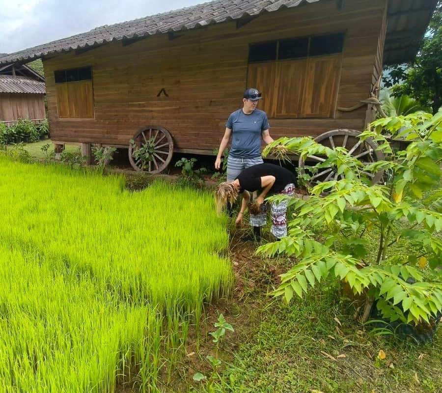 Chiang Mai: Half-Day Rice Farming Experience | GetYourGuide