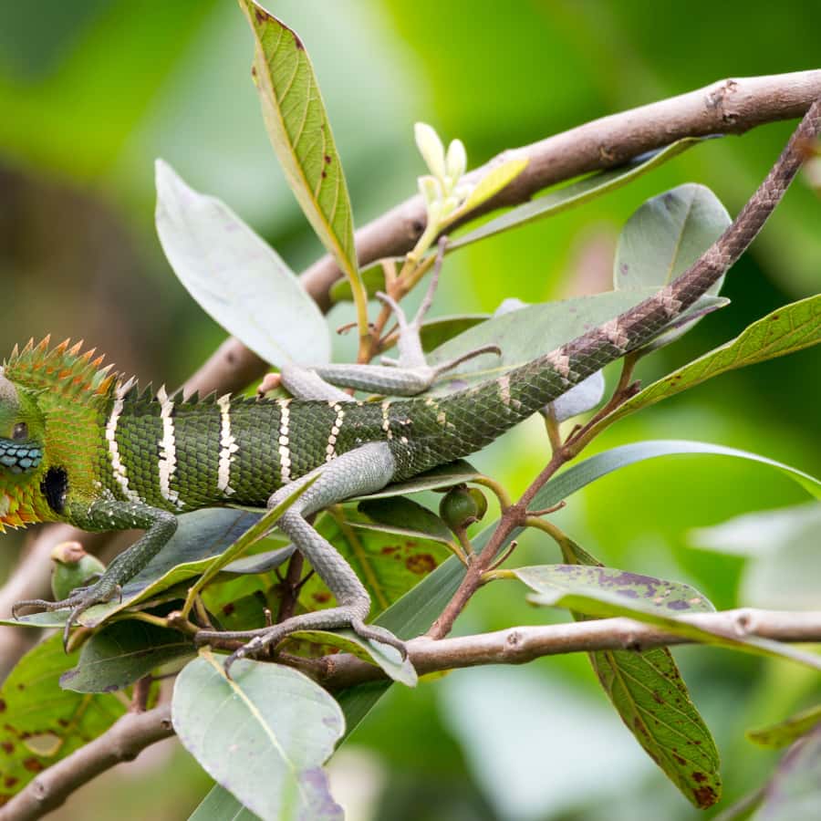 Bentota beach, River Mangroves lagoon, Wildlife Tour | GetYourGuide