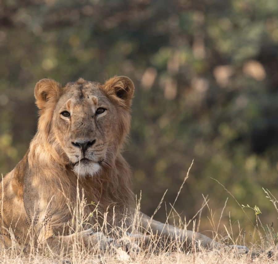 Gujarat: Devalia Park ( Devaliya ) Guided Jeep Safari | GetYourGuide