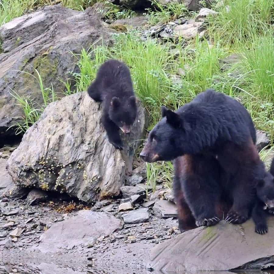 Ketchikan: Alaska Native Cultural and Scenic Shore Excursion | GetYourGuide