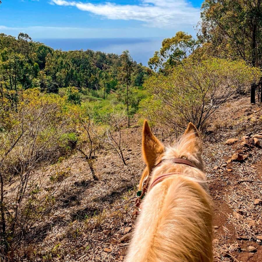 Oahu: Sunshine Horseback Ride in the Wai’anae Mountains | GetYourGuide