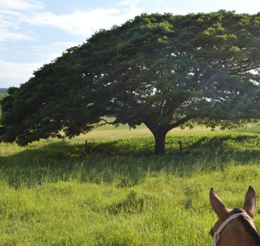 La Cruz, Guanacaste: True Horseback Ride Tropical Forest | GetYourGuide