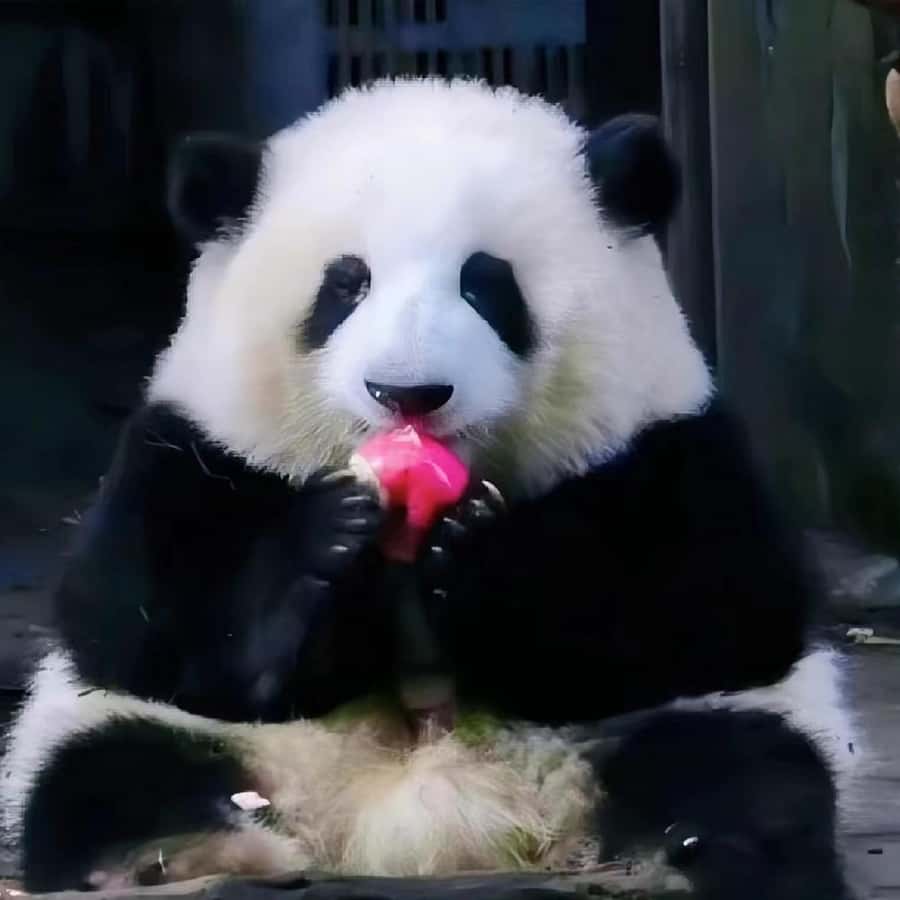 Chengdu: Base dei panda/Buddha di Leshan/Emei/Tour della città ...