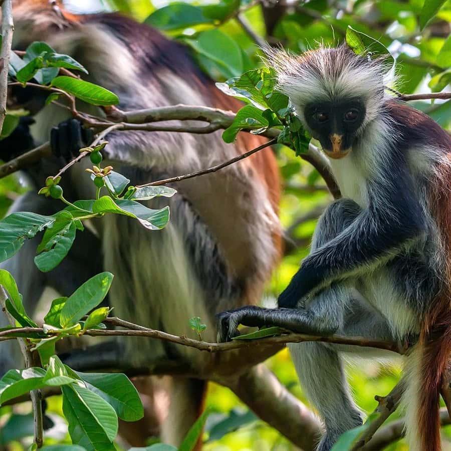 Zanzibar: Exploring The Jozani & Mangrove’s Forest | GetYourGuide