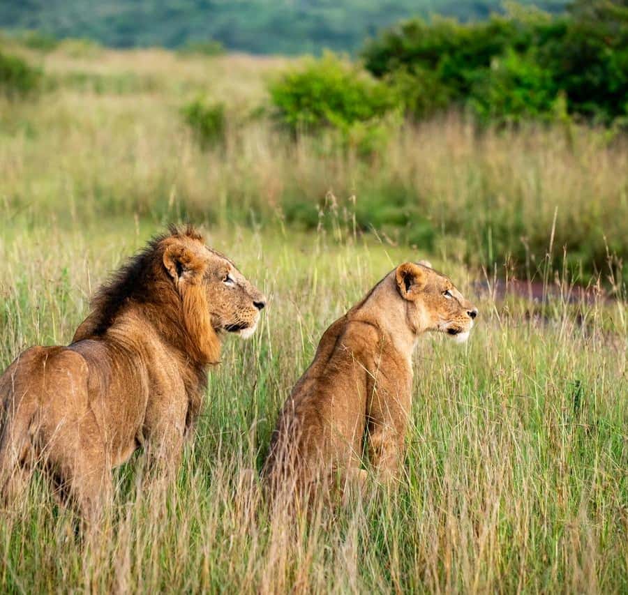 Parc national de Nairobi et excursion d'une journée pour observer les girafes | GetYourGuide