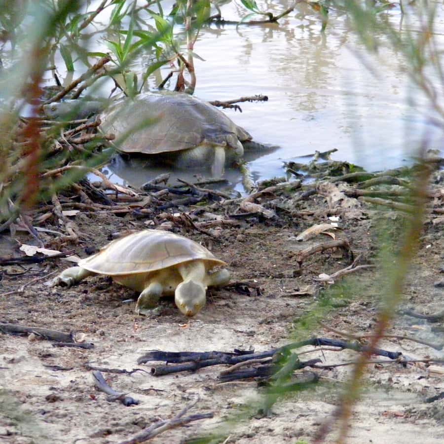Longreach: Drover's Sunset Cruise & Outback Dinner & Show | GetYourGuide
