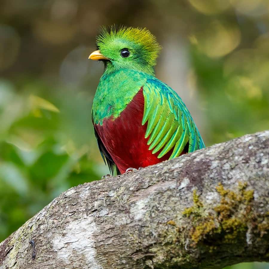 Quetzal: Costa Rica Birdwatching Experience - Los Quetzales | GetYourGuide