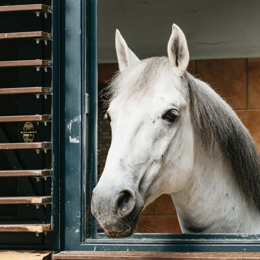 Vienna: Spanish Riding School Stables Guided Tour | GetYourGuide