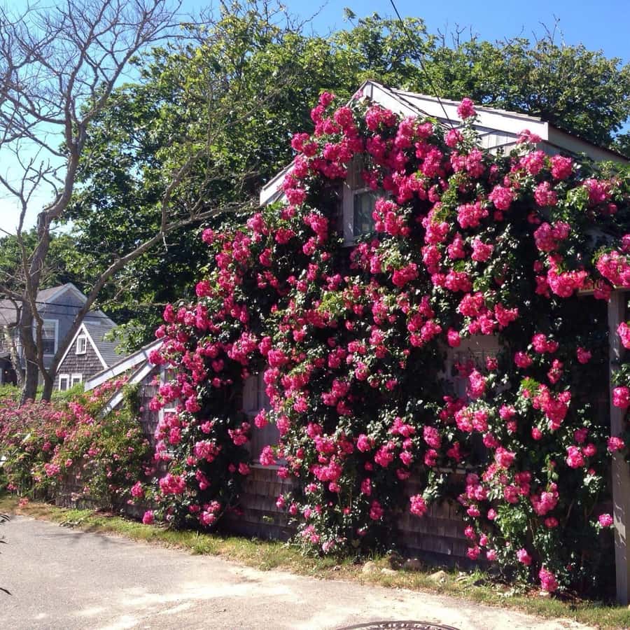 Nantucket: Historical Landmarks Sightseeing Bus Tour | GetYourGuide