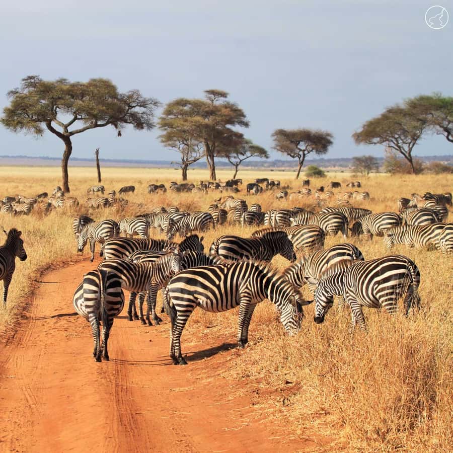 4-Day: Lake Manyara, Serengeti & Ngorongoro Safari | GetYourGuide