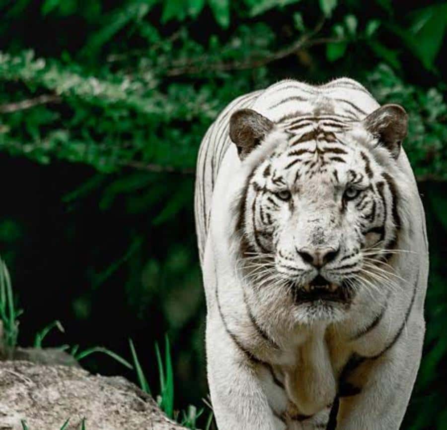 Cebu:Cebu Safari Adventure Park Day Trip | GetYourGuide