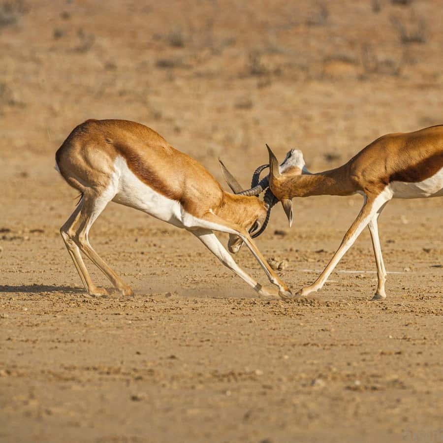 All-Inclusive 4-Tage-Safari durch Boteti, Pans & Delta | GetYourGuide