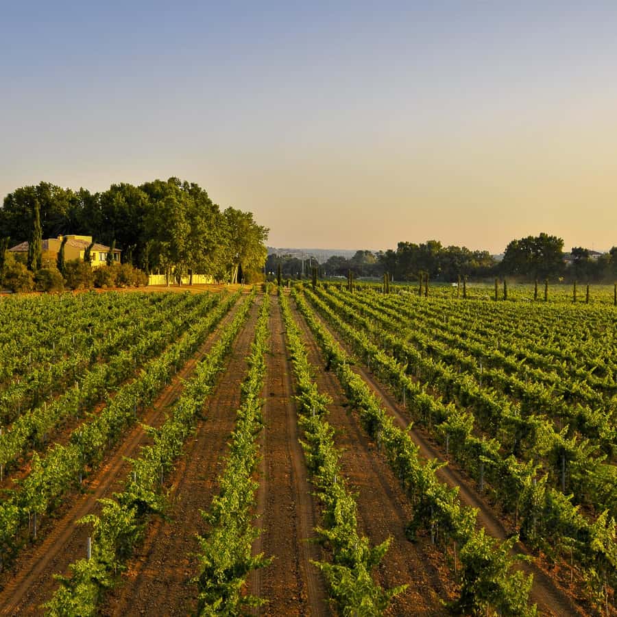 Familia Torres Winery: Tapas Slow Food & Wine Experience | GetYourGuide