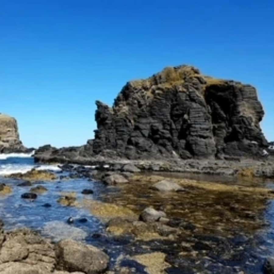 Dunedin City & Otago Peninsula Scenery Day Tour | GetYourGuide