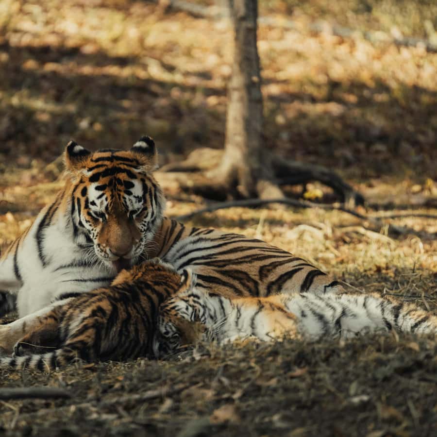 Ranthambhore: Storytelling Tiger Safari & Village Tour | GetYourGuide