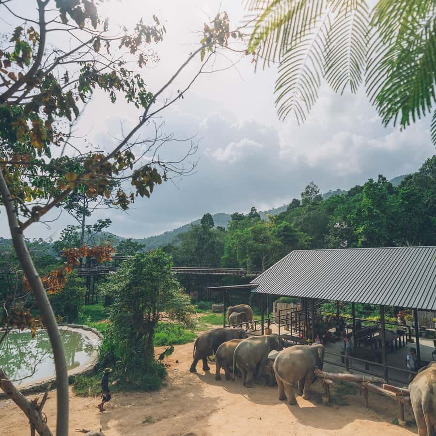 Koh Samui: Elephant Kingdom Sanctuary Half-Day Tour | GetYourGuide