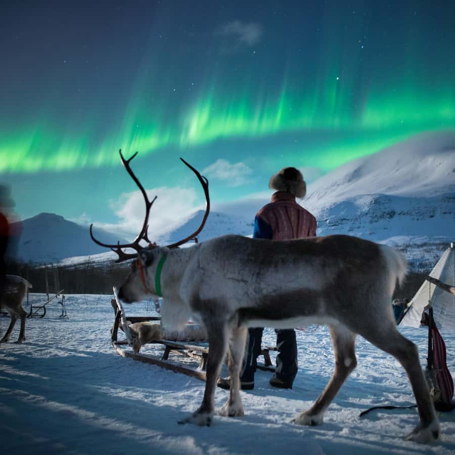 Tromsø: Sami-Kultur, Nordlichter und Rentierfütterung | GetYourGuide