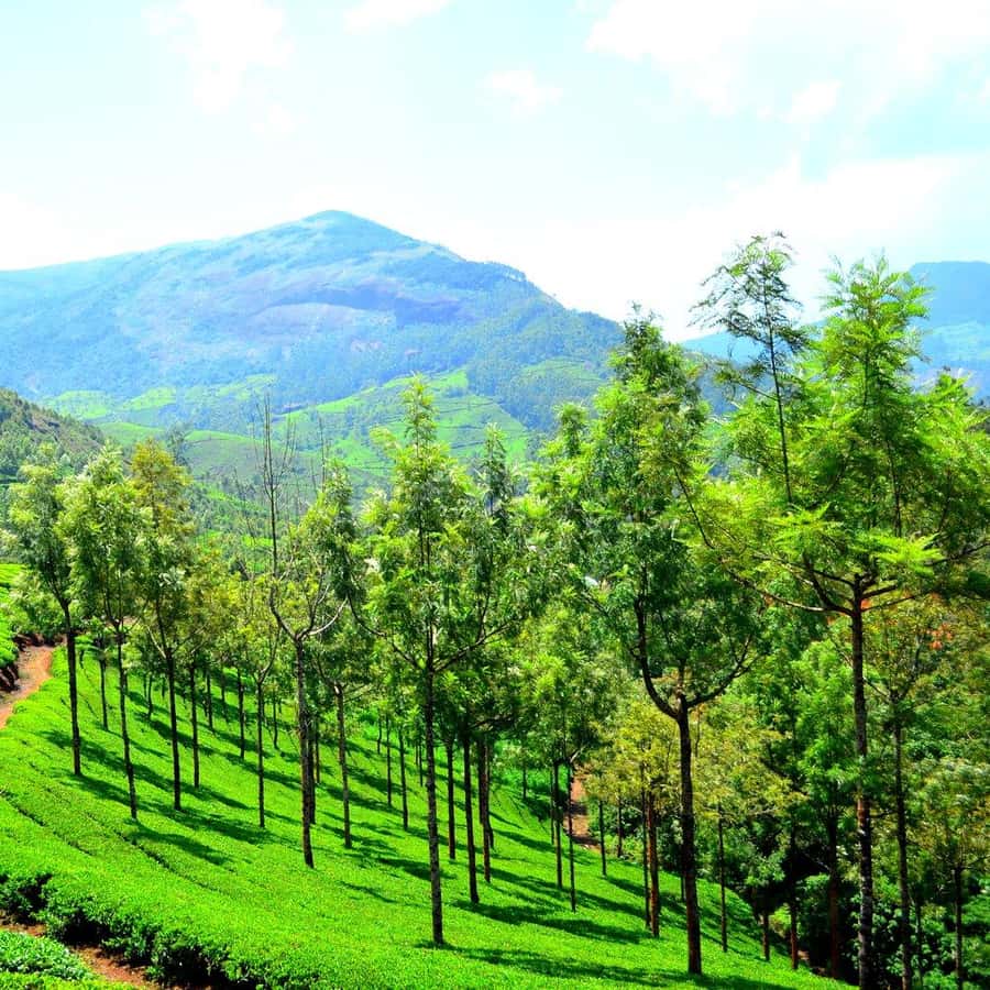 From Cochin: 5-Day Kerala Munnar, Thekkady, & Alleppey Tour | GetYourGuide