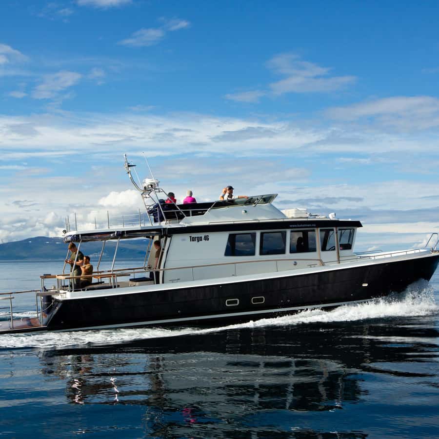 Lyngen : excursion VIP en bateau pour observer les baleines avec déjeuner | GetYourGuide