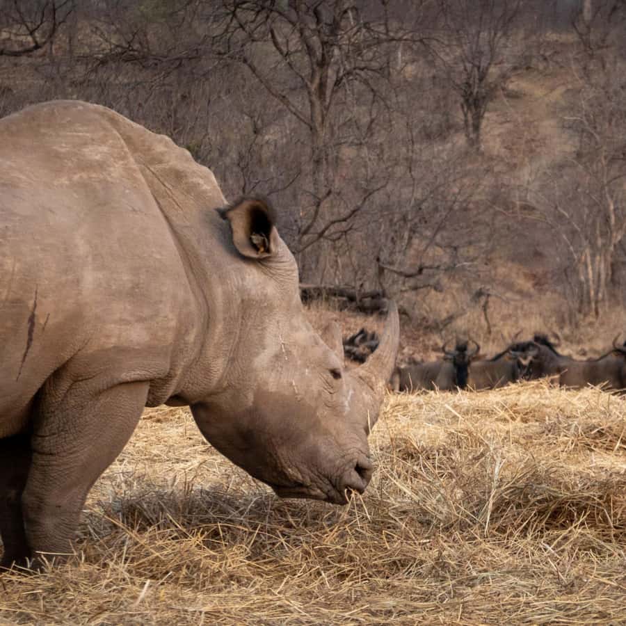 Livingstone-neushoornontmoeting en erfgoedtour | GetYourGuide