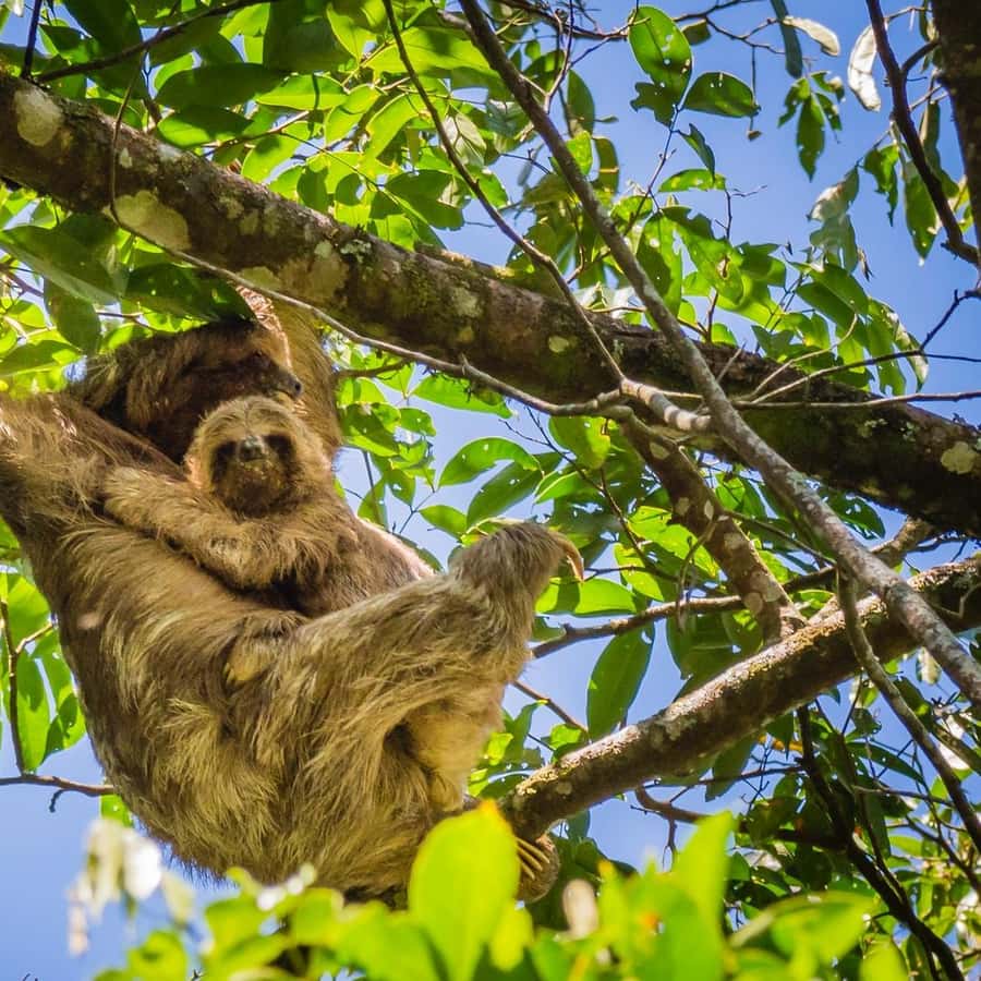 Tortuguero: lajhár megfigyelő tanösvény -A legjobb lajhár túra Costa ...
