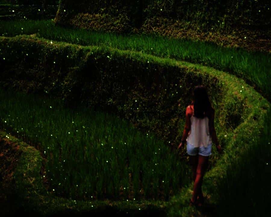 From Ubud: Evening Firefly Tour in Taro Village | GetYourGuide