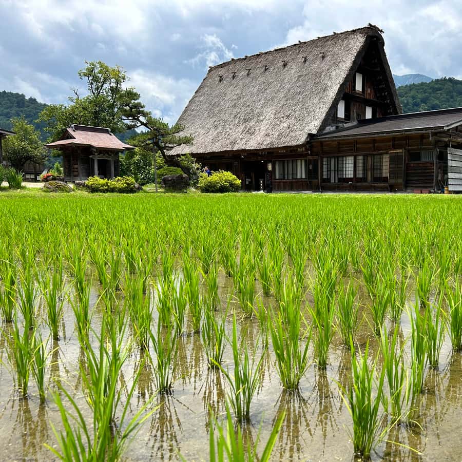 Da Kanazawa a Shirakawago: Tour di mezza giornata | GetYourGuide