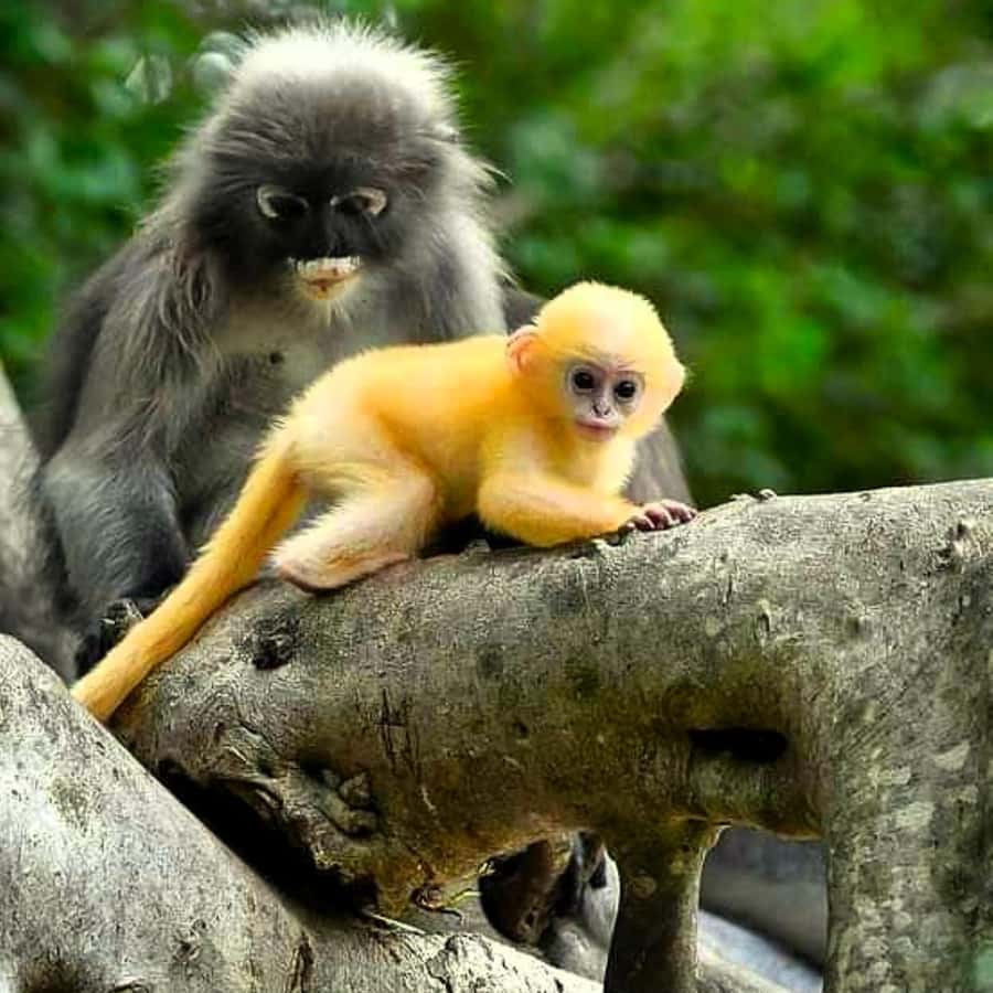 Khao Lak: Khao Sok viidakkokävely ja melontaretki | GetYourGuide