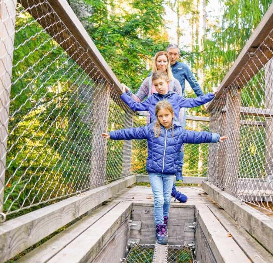 Black Forest: Treetop Walk & Lookout Tower Experience | GetYourGuide