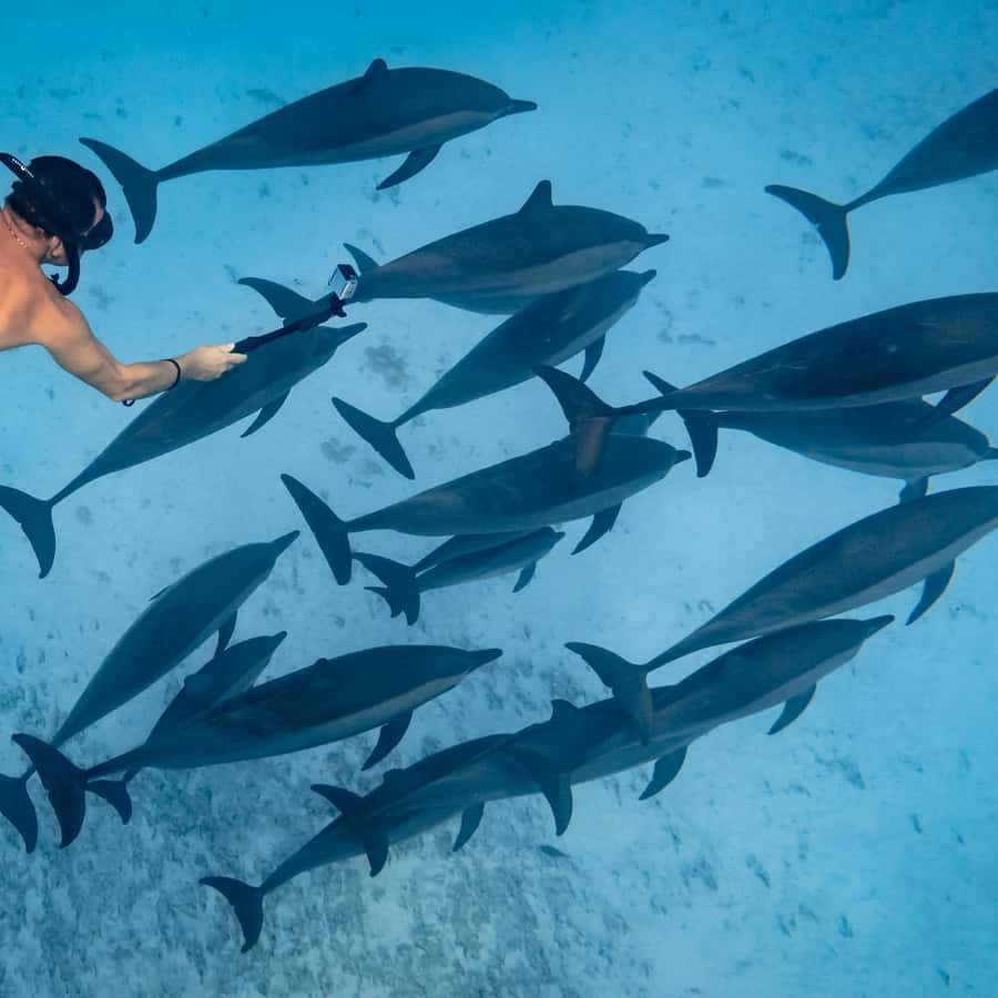 Marsa Alam:Sataya Reefs Delfin-Schnorchelausflug mit Mittagessen ...
